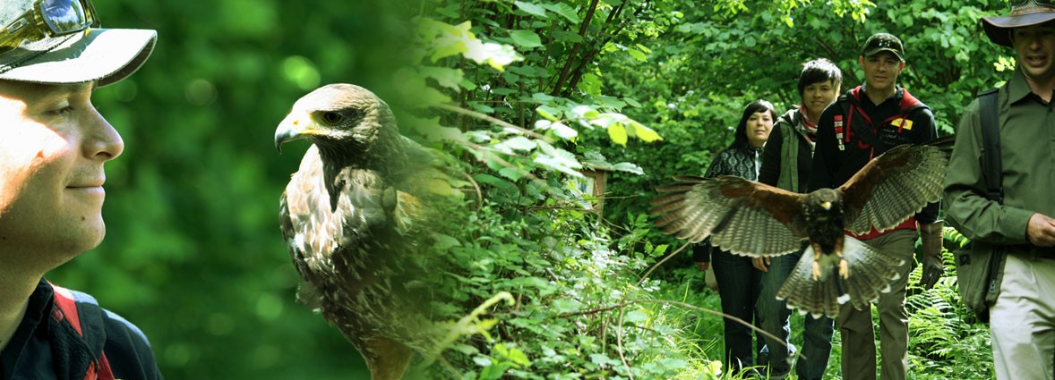 Hawk Walk including Aillwee Cave & Birds of Prey Centre | Aillwee ...